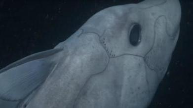 Les premières images d’une nouvelle espèce: le requin-fantôme (vidéo ...