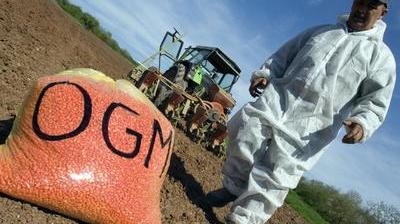 Pour la première fois, les cultures OGM reculent dans le monde ...