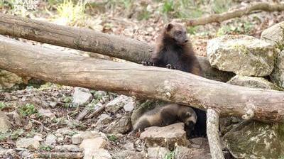 Une première depuis la Préhistoire: un bébé glouton est né en Belgique ...