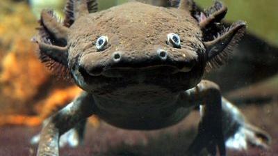 Voici «l’animal le plus laid du monde» - Le Soir